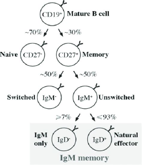 IgM Memory In Healthy Human Beings Of Human Splenic And Peripheral Download Scientific Diagram