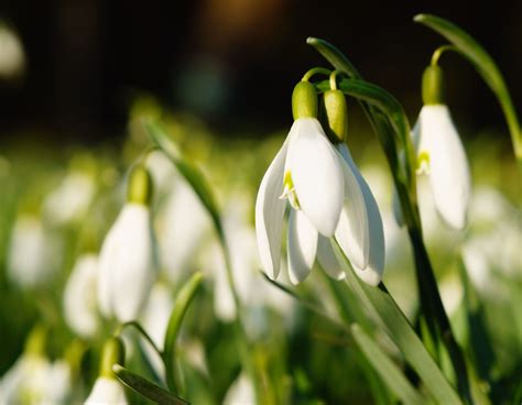 Kostenlose Foto Natur Vogel Weiß Sonnenlicht Blume Grün Botanik