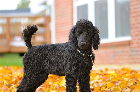Пудели Разновидности Породы Фото – Telegraph