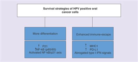 Full Article Pd 1 Pd L1 Biology And Immunotherapy In Hpv Positive Oral Cancers