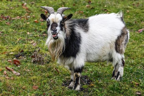 4000 Free Goats And Nature Photos Pixabay