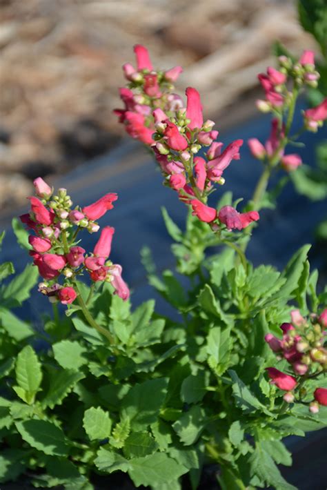 Cardinale Red Red Birds In A Tree Scrophularia Tnscrcr In Denver Arvada Wheat Ridge Golden