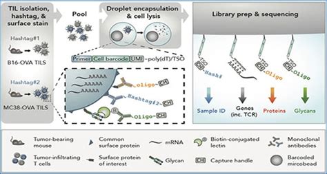 Trap Seq Translating Ribosome Affinity Purification Trap Followed By Rna Sequencing