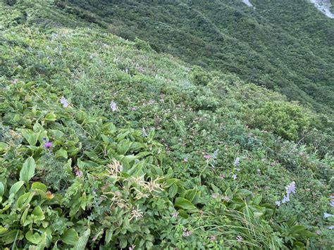 両手に花で🌼で大山ユートピアのお花畑に三鈷峰・象ヶ鼻 ひでぶさんの大山・甲ヶ山・野田ヶ山の活動データ Yamap ヤマップ