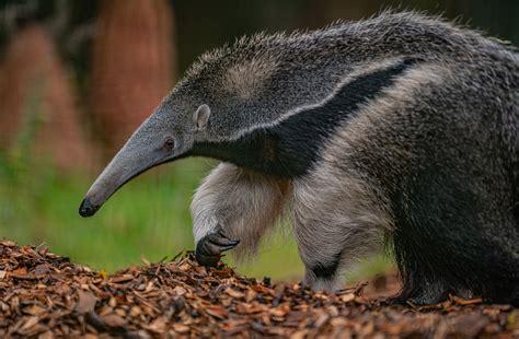 Giant Anteater Chester Zoo Animals