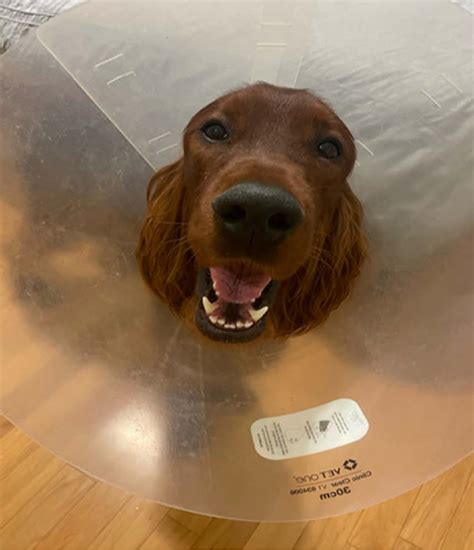 Canine “kennedy” Interdigital Dermatitis