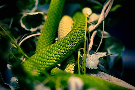 Green Tree Python Background Images Hd Pictures And Wallpaper For Free