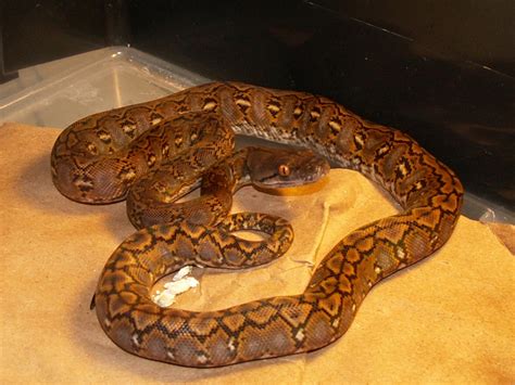 True Super Dwarf Retic Update