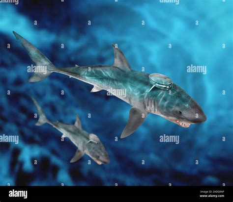 Military Sharks Conceptual Computer Artwork Of Sharks With Neural Implants Such Implants Have