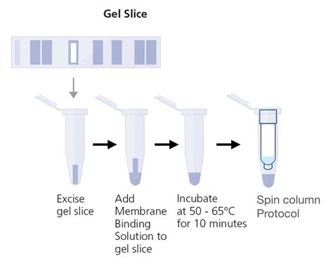Dna Purification Techniques At Stephen Jamerson Blog