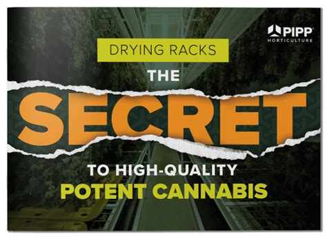Drying Racks The Secret To High Quality Potent Cannabis