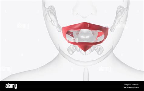 The Oral Mucosa Is The Mucous Membrane Lining The Inside Of The Mouth