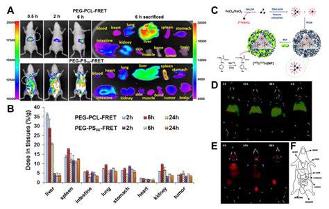A In Vivo Behaviour Of Two Different Polymeric Micelles Peg Pcl And