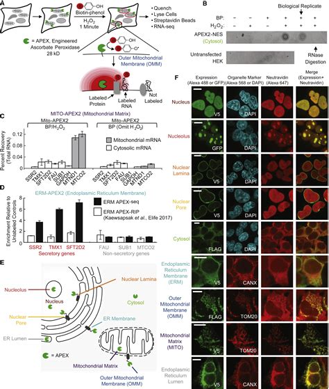 Atlas Of Subcellular Rna Localization Revealed By Apex Seq Cell