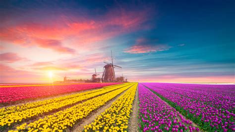 2027 Holland And Belgium At Tulip Time Uniworld River Cruises
