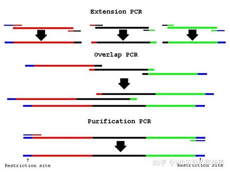 重叠延伸pcr介绍 知乎