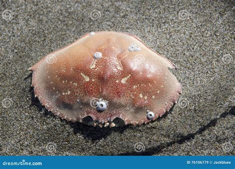 Crab Shell Or Exoskeleton On Tidal Beach Sand Royalty Free Stock Image