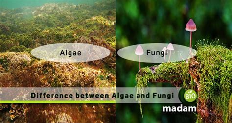 Difference Between Algae And Fungi Artofit