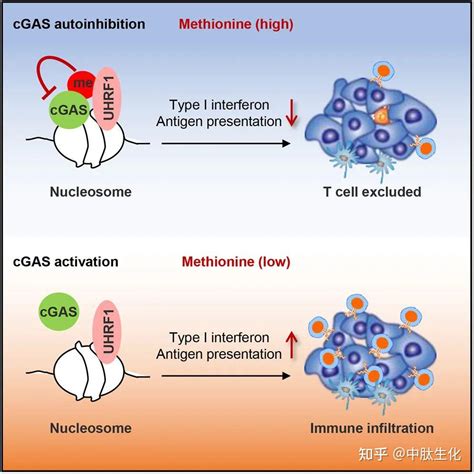 Cancer Cell：王平方兰团队揭示甲硫氨酸限制可增强抗肿瘤免疫 知乎