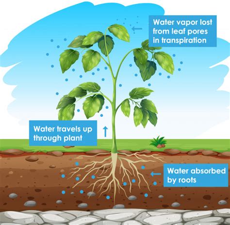 Root System In Plants Desert