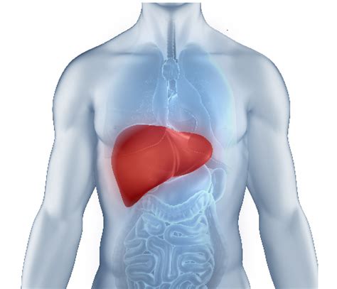 Typhidot Test Purpose Procedure And Results Lal Pathlabs Blogs