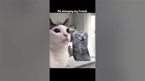 Hehehe Cat Funny Cattomemes Greenmemes Youtube