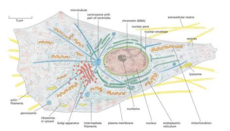 Subcellular Organelle Structure Creative Biostructure