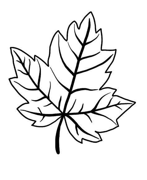 Printable Leaf Template Pictures Free Download And Print For You