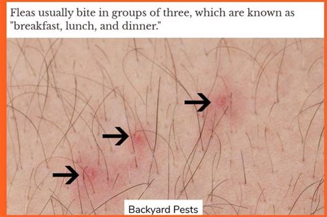 How To Identify Flea Infestation