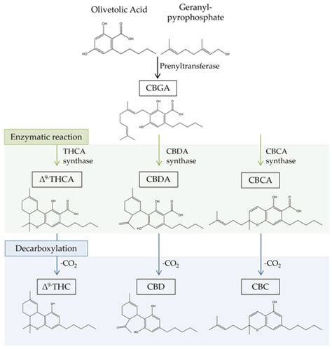 Decarboxylation Thc
