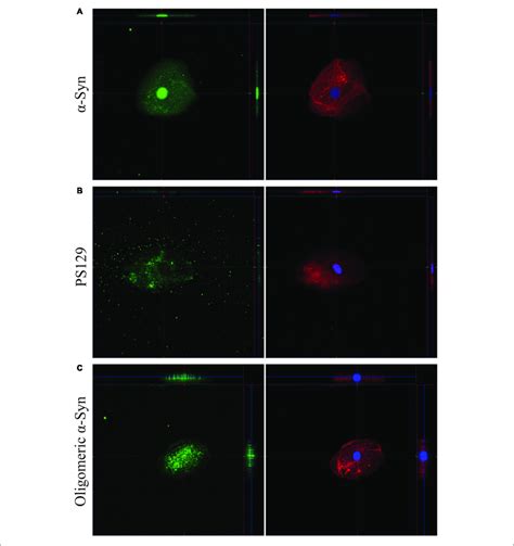3d Reconstruction Of Z Stack Confocal Images ×40 The First Column Download Scientific