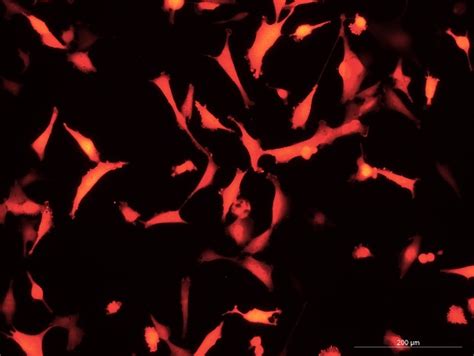 Oricell®a549 With Luciferase And Gfp