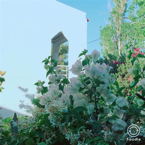 七绝：小花新韵 知乎