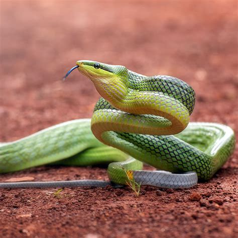 Red Tailed Green Rat Snake Wildlife Images