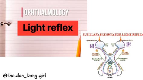 Schematic Drawing Of The Pupillary Light Reflex Pathway