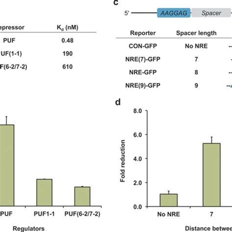 The Interaction Between The Puf Domain And Its Target Rna A The Download Scientific