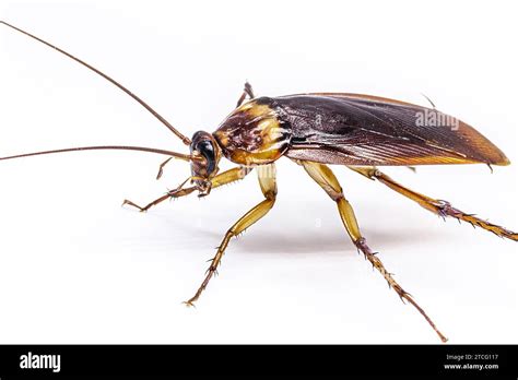 Common American Cockroach On Isolated White Background Full Length
