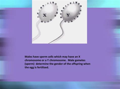 Ppt Sex Linked Inheritance Powerpoint Presentation Free Download Id