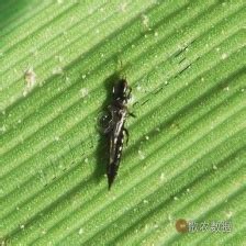 Pest Object Detection Model By Aryan Serasinghe