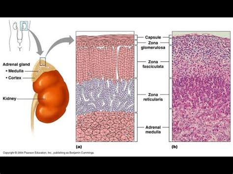 3 Zones Of Adrenal Cortex Revised Guides For Organ Sampling And