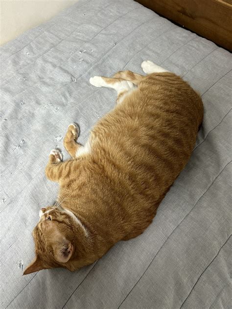 포텐고양이보다 더 큰 내 고양이 포텐 터짐 최신순 에펨코리아