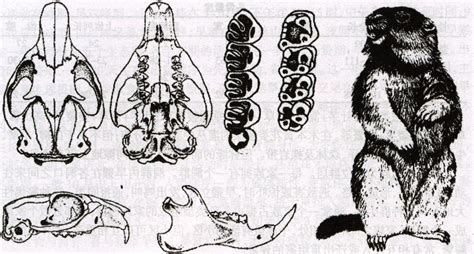 一喜马拉雅旱獭 防制鼠疫宿主动物 医学