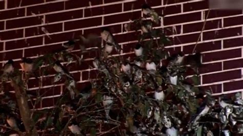 江门大鳌镇万鸟齐飞太震撼 凤凰网视频 凤凰网