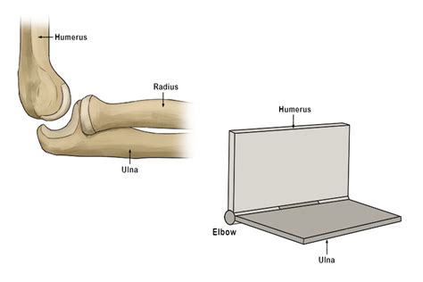 Hinge Joint Mammoth Memory Definition Remember Meaning