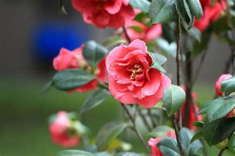 四季山茶花怎么养 如何种植 发财农业网