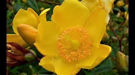 Неприхотливое растение мечта садоводов Цветет все лето до заморозков Youtube