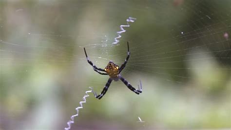 Spider Web Animation Stock Footage Royalty Free Video Clips Storyblocks