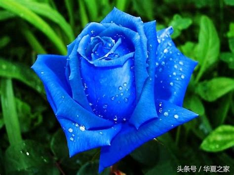 花中皇后果然名不虛傳姿態清幽惟月季心胸闊達是乾坤 每日頭條