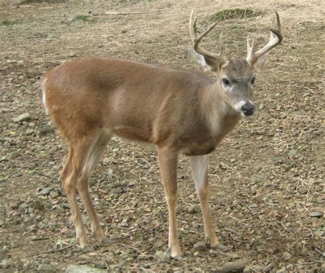 Flora Y Fauna De Oaxaca