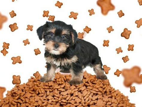 Cockapoo Size Chart Weight And Growth Chart